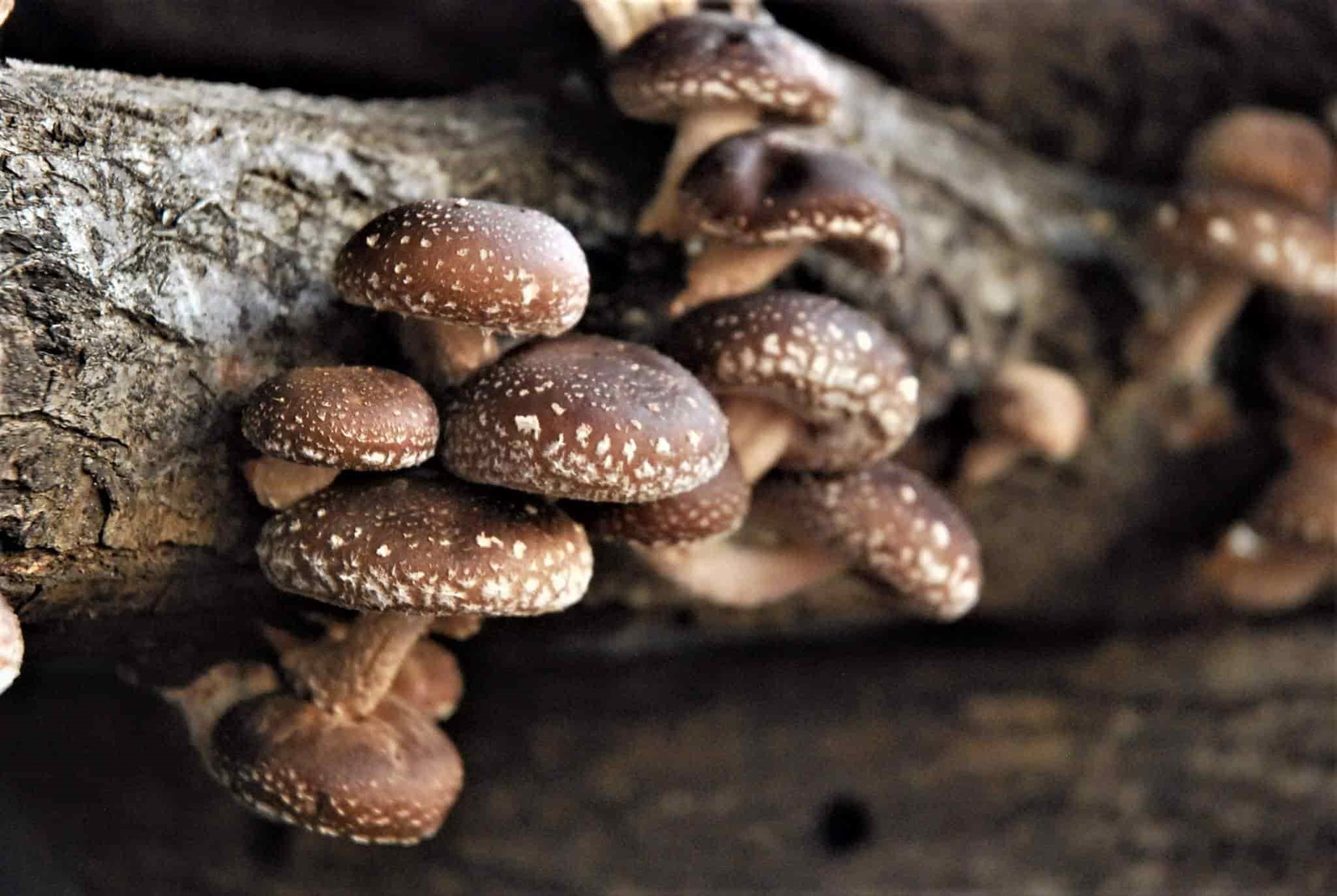 True Shiitake: Tajemná pátá chuť Umami | PRIMAGAS